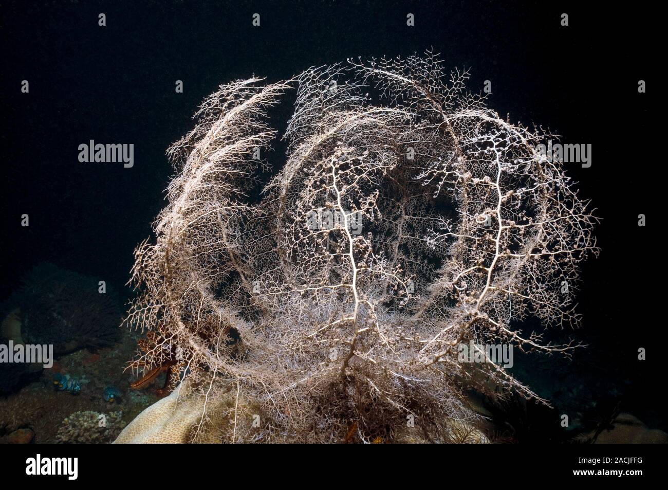 Basket star (Astroboa nuda) on a reef. Basket stars are a species of ...