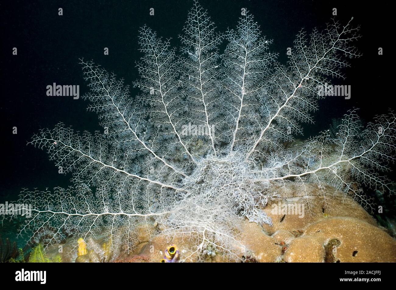 Basket star (Astroboa nuda) on a reef. Basket stars are a species of ...