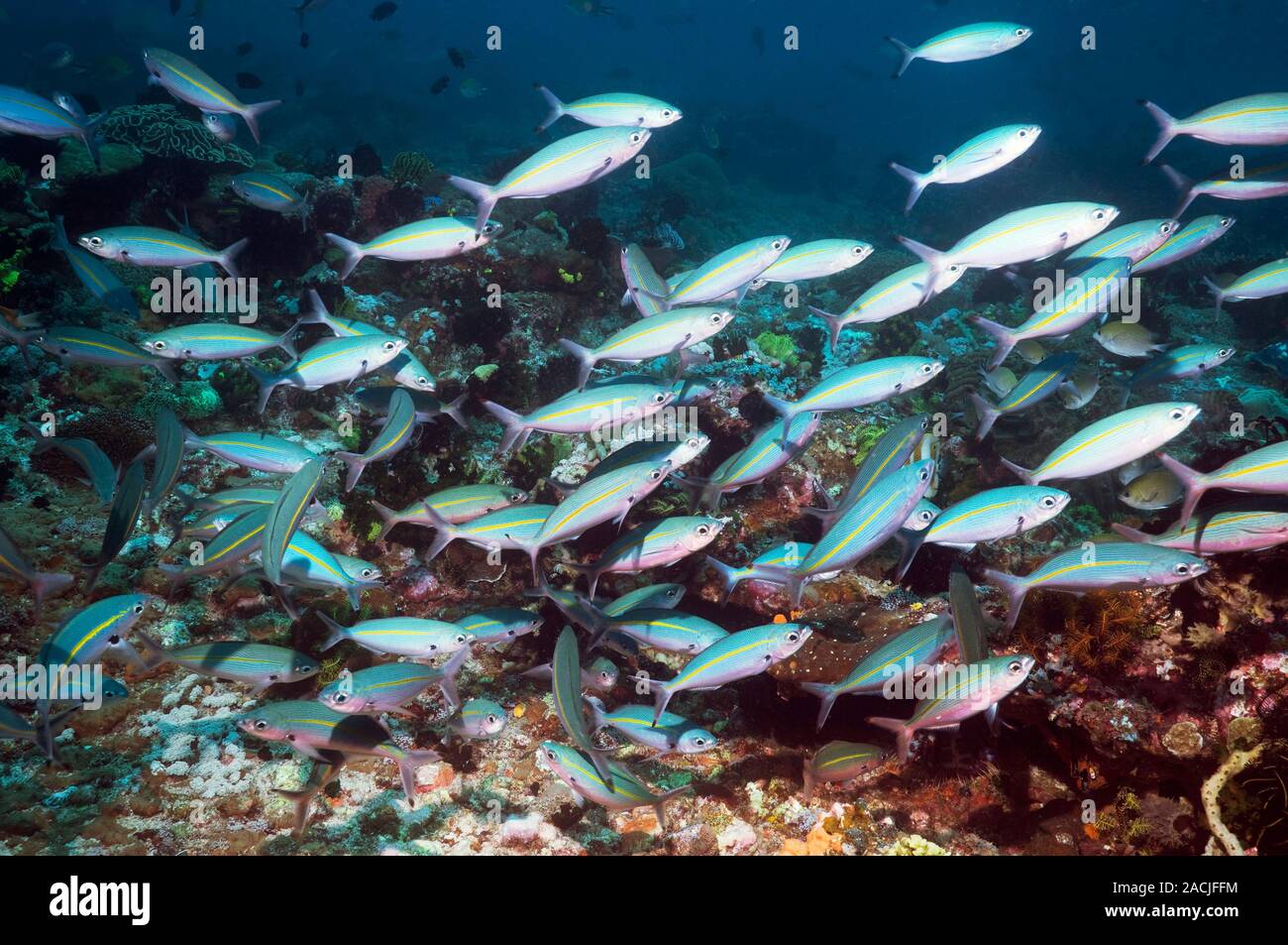 Tessellated fusiliers. School of tessellated fusilier (Pterocaesio ...