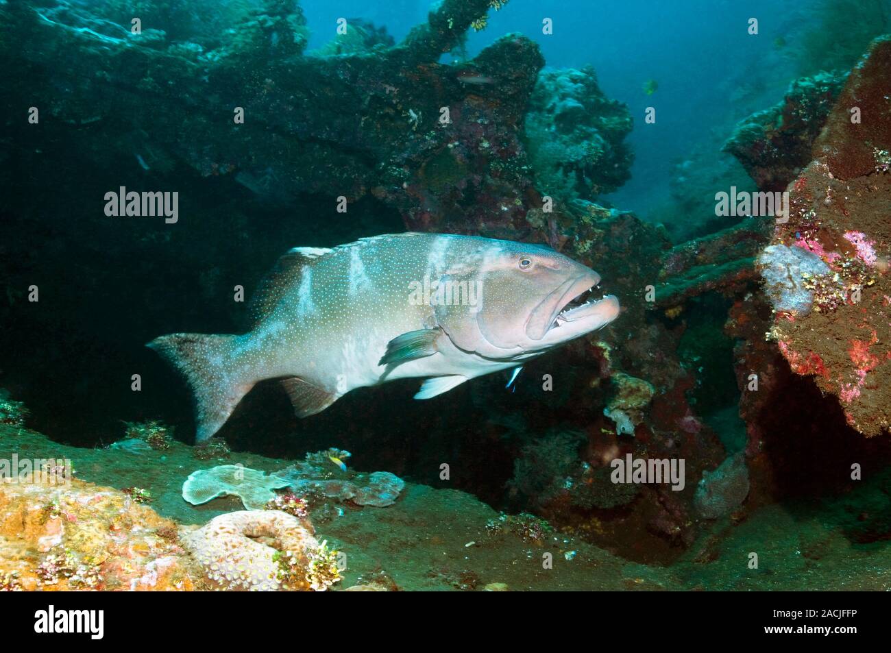 Leopard coral grouper (Plectropomus leopardus) on Liberty wreck, Bali ...