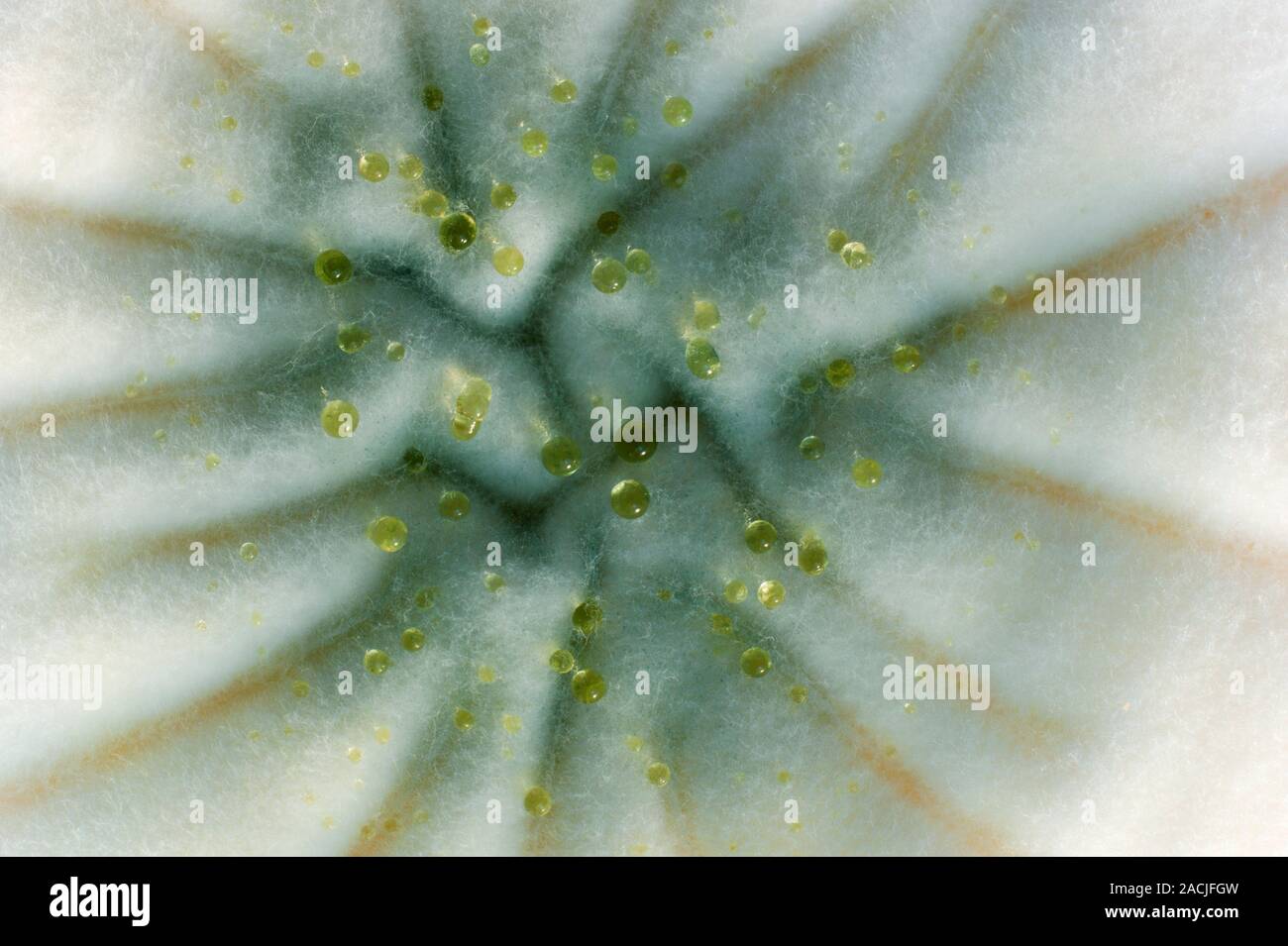 Close-up of a colony of Penicillium chrysogenum fungus growing on agar ...
