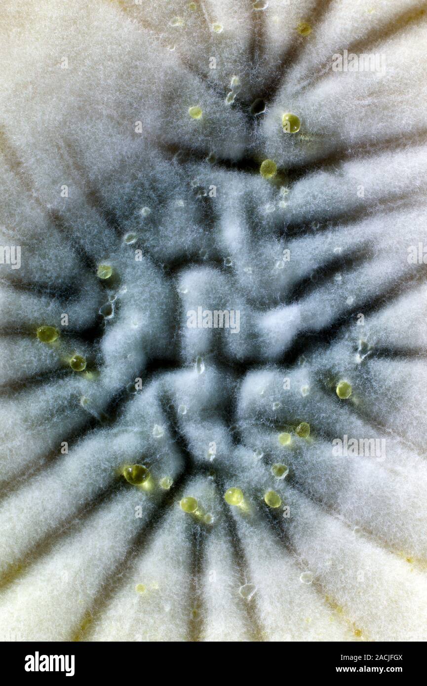 Close-up of a colony of Penicillium chrysogenum fungus growing on agar ...