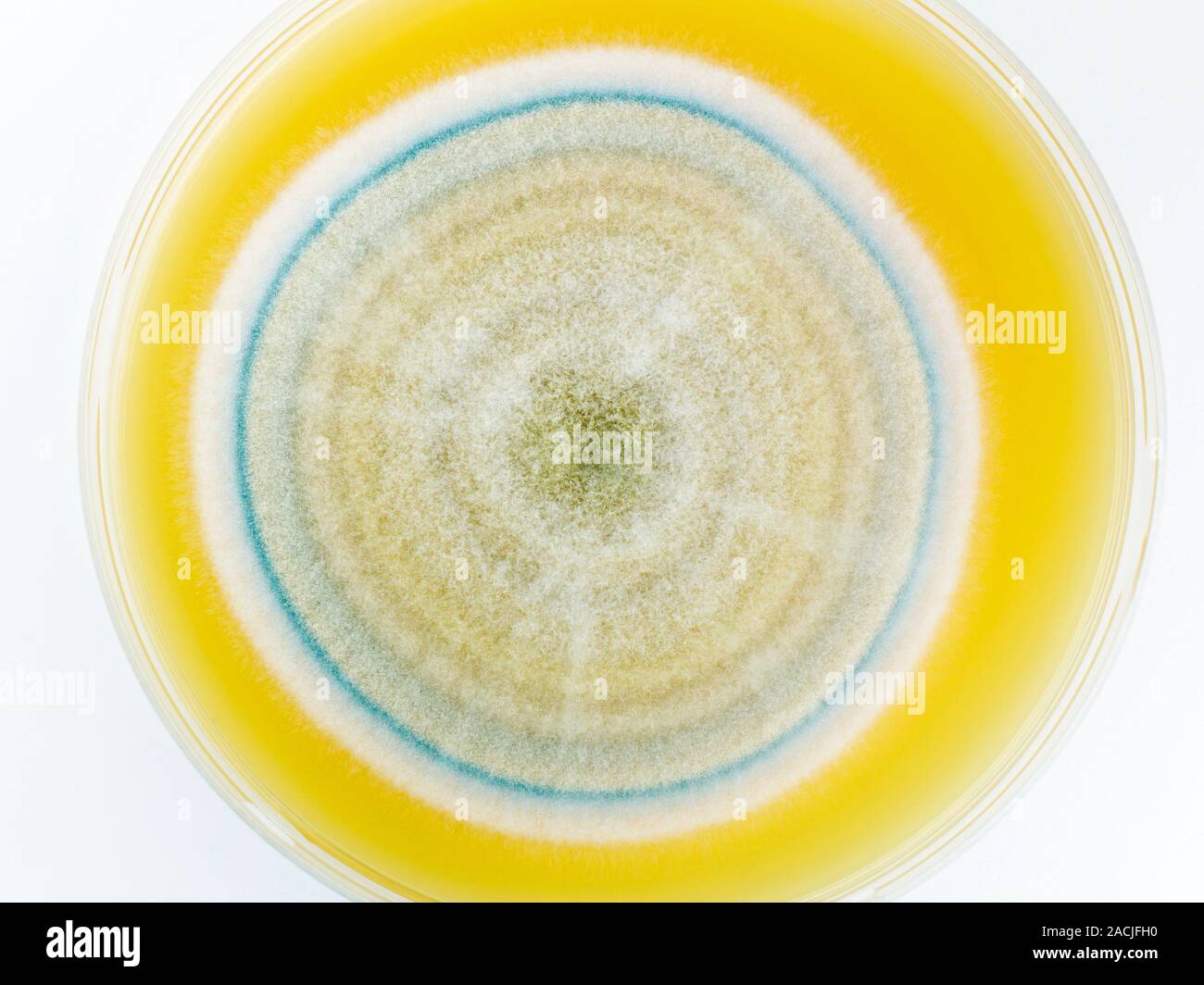 Colony of Penicillium chrysogenum fungus growing on agar in a petri ...