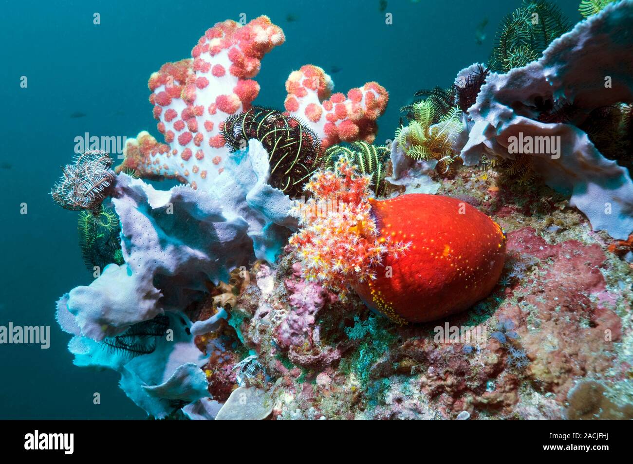 Sea apple (Pseudocolochirus violaceus) on a reef. Sea apples are ...