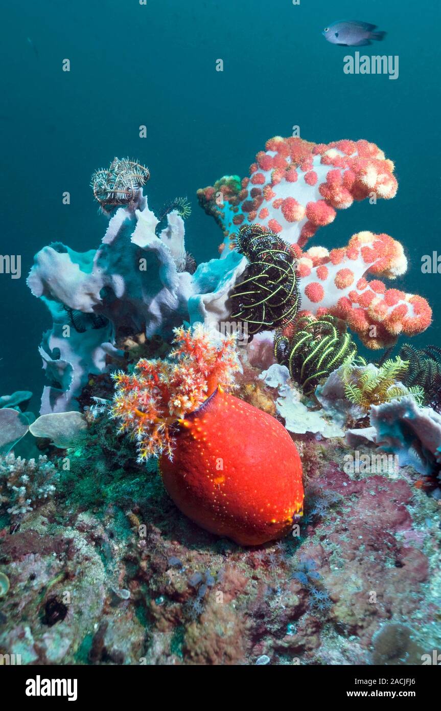 Sea apple (Pseudocolochirus violaceus) on a reef. Sea apples are ...