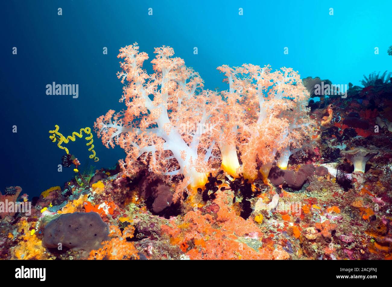 Soft coral (Scleronephthya sp.) on a reef. Photographed off Rinca ...
