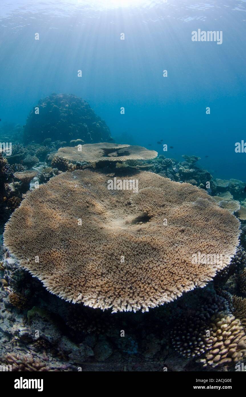 Table coral (Acropora clathara) on a reef. Photographed off North Male ...