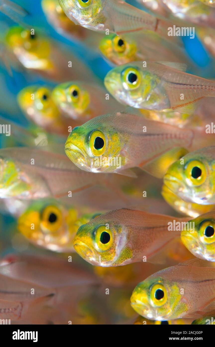 Pygmy sweeper fish. Close-up of a large shoal of pygmy sweepers ...