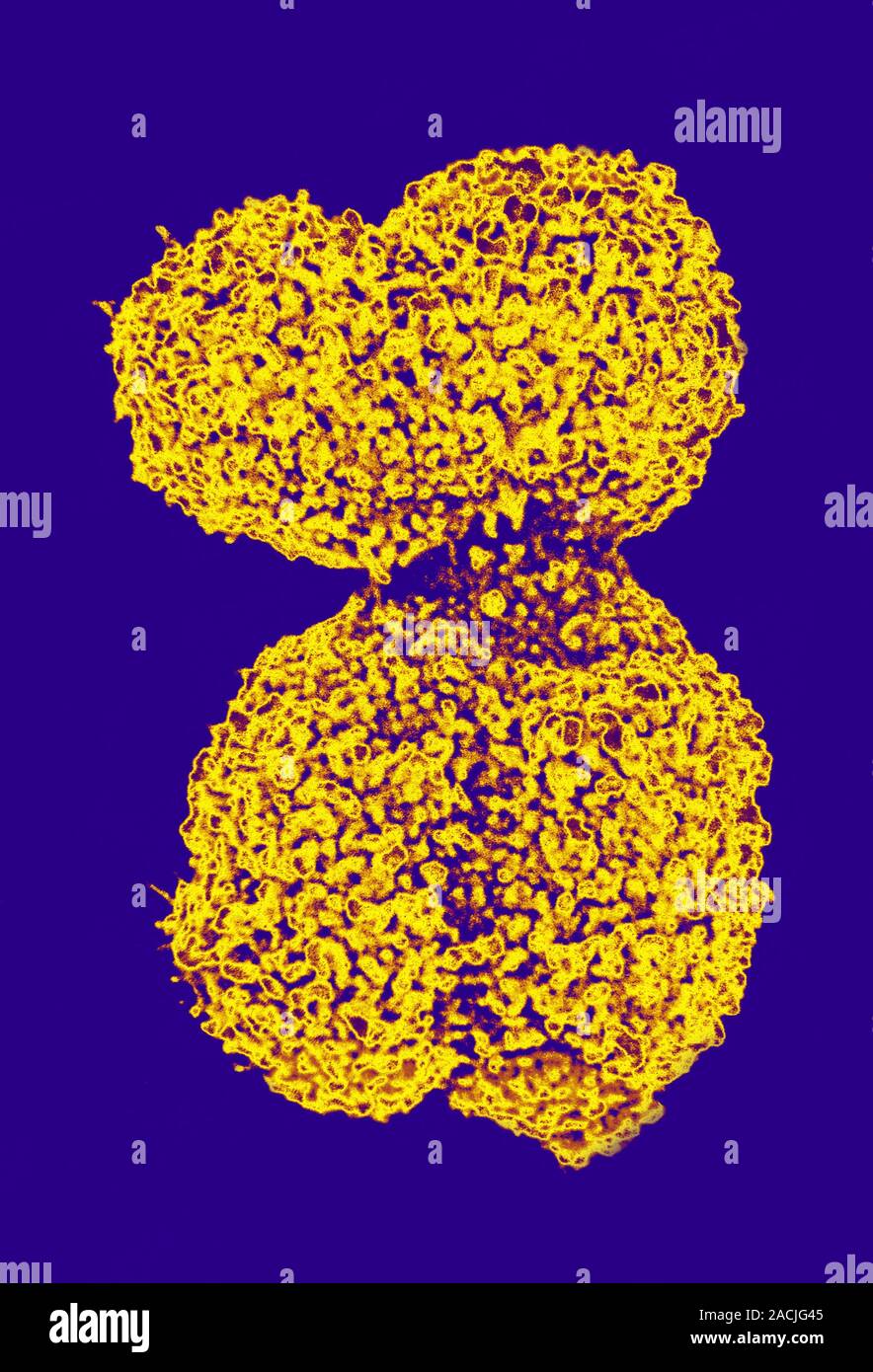 Human chromosome 16, coloured scanning electron micrograph (SEM ...