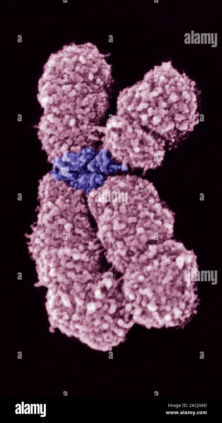 Human chromosome 10, coloured scanning electron micrograph (SEM ...