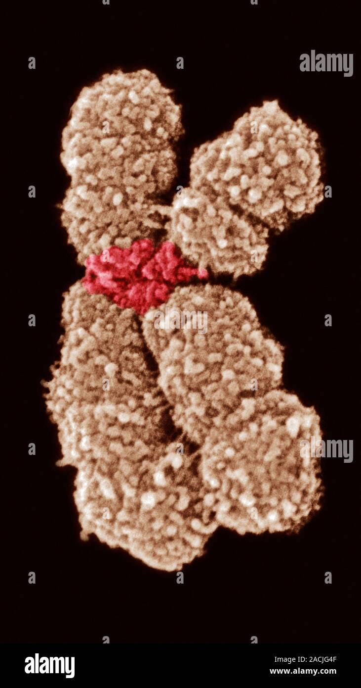 Human chromosome 10, coloured scanning electron micrograph (SEM ...
