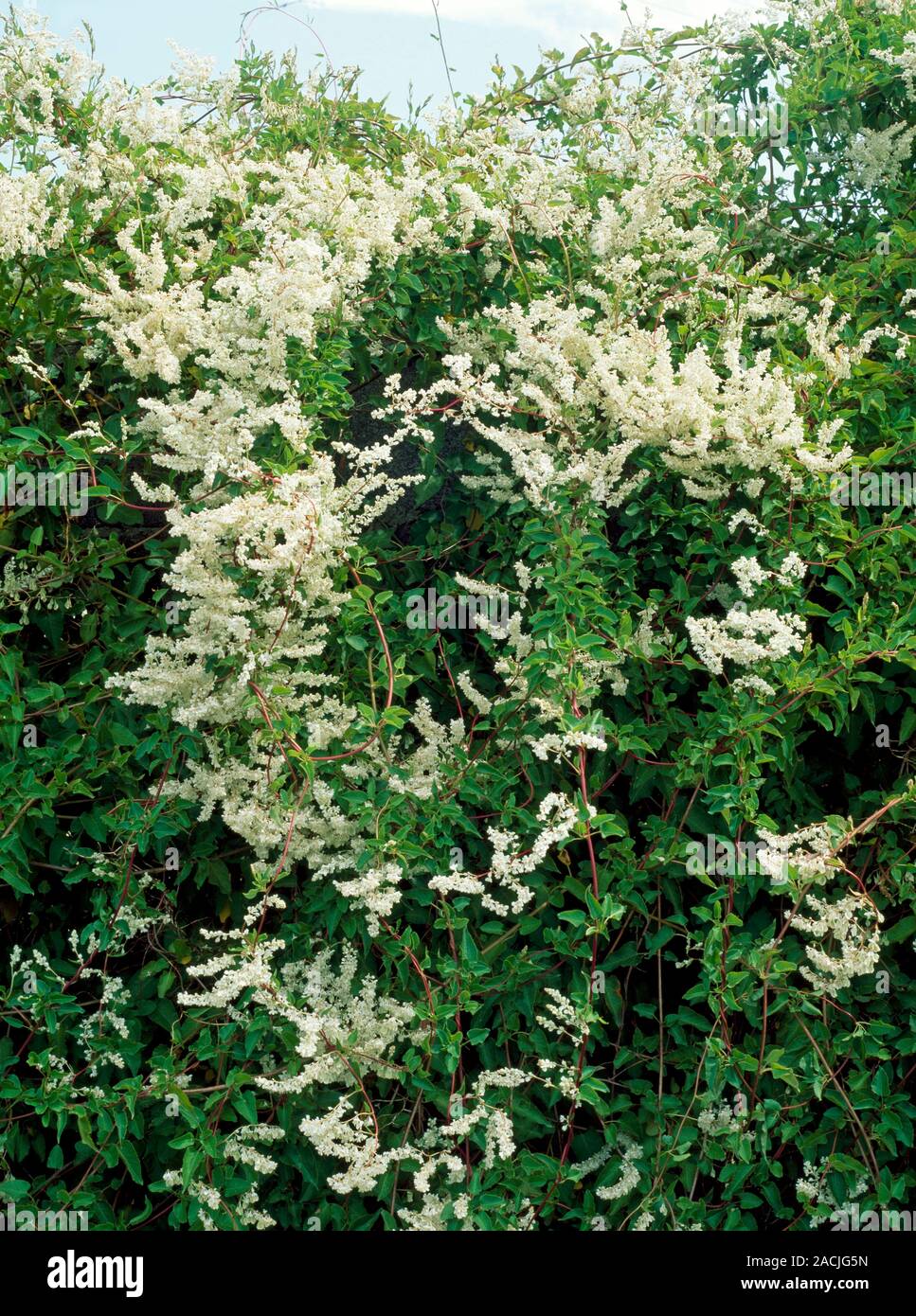 Russian vine (Fallopia baldschuanica Stock Photo - Alamy