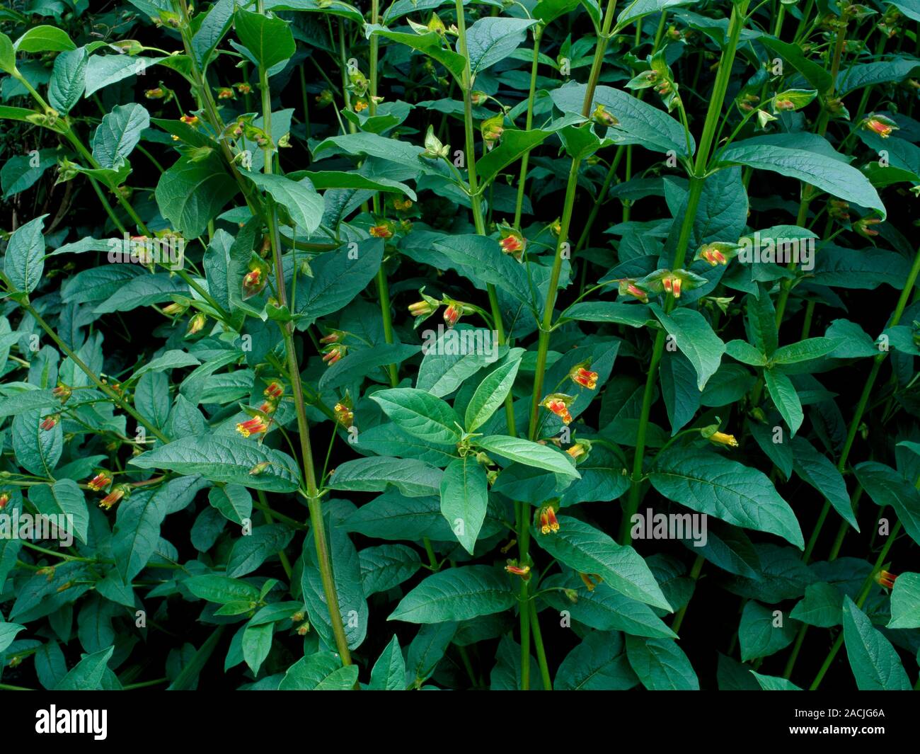 Twinberry (Lonicera involucrata Stock Photo - Alamy