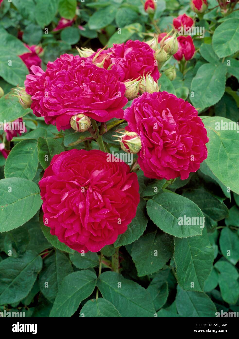 Rosa 'De Rescht' Stock Photo - Alamy