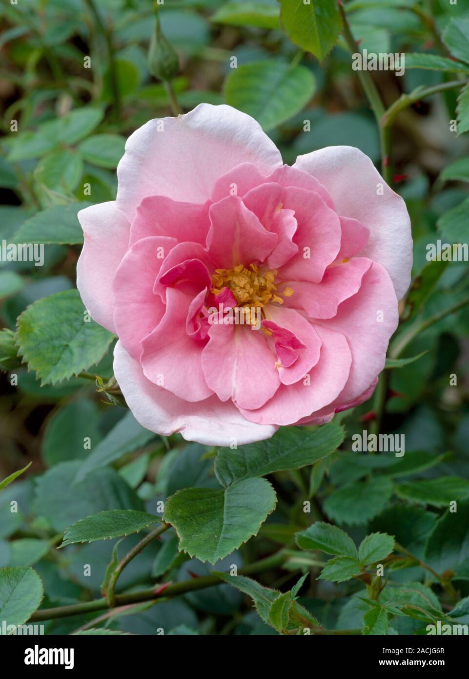 Rosa 'Queen Mother' Stock Photo - Alamy