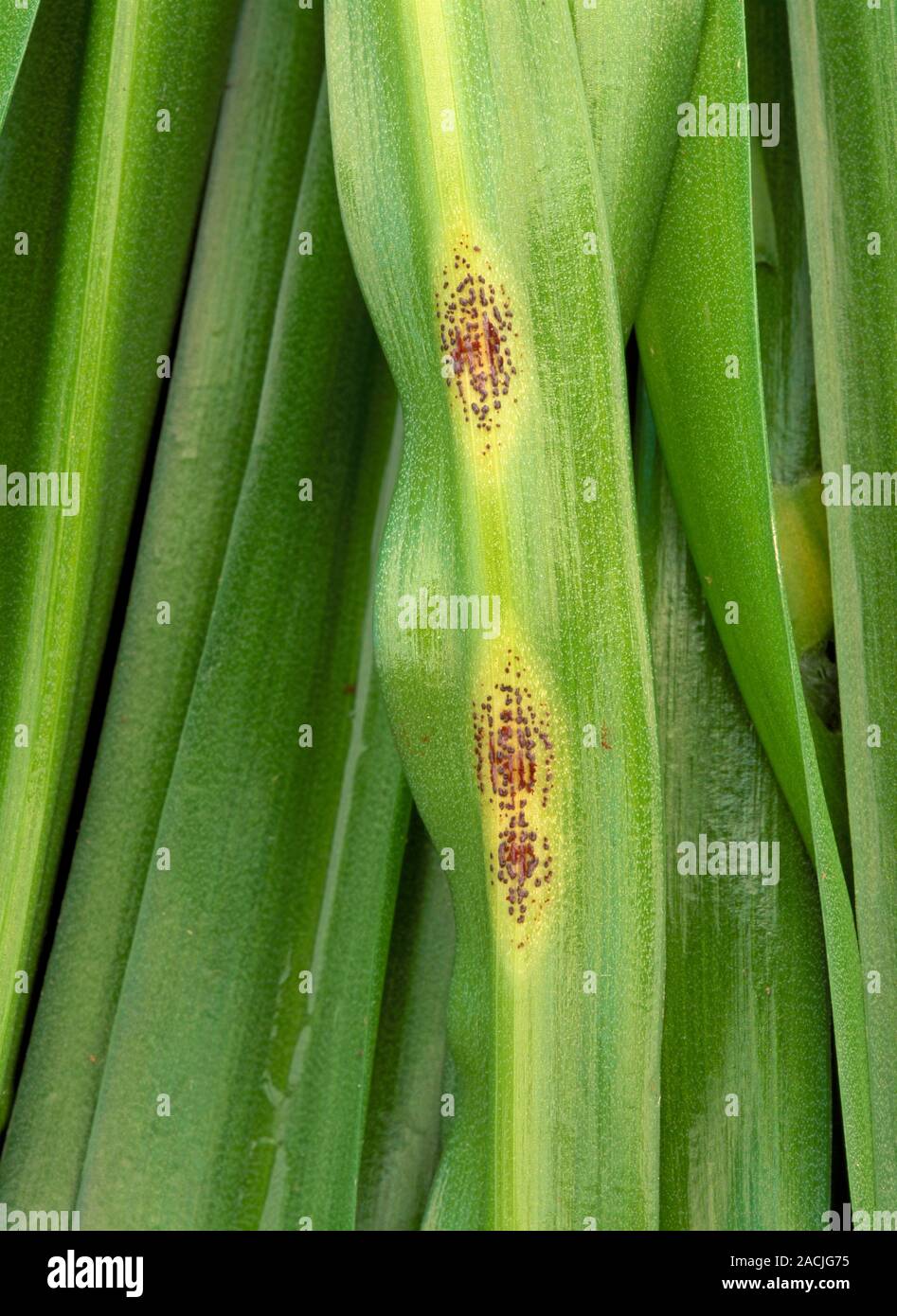 Bluebell rust fungus (Uromyces muscari) on bluebell leaves ...