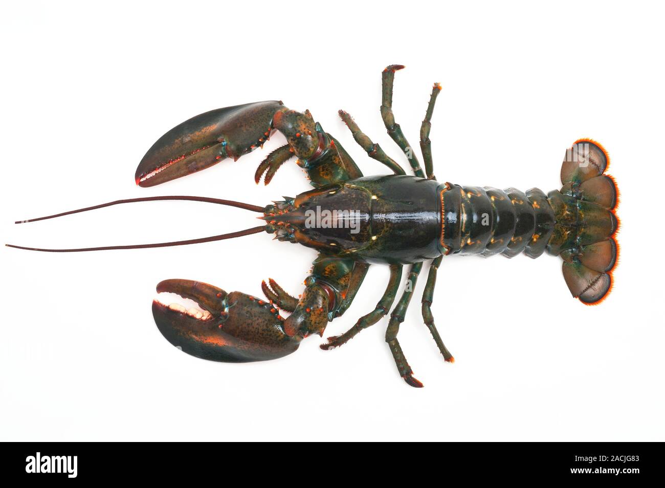 Atlantic lobster (Homarus americanus). This lobster is found on the ...