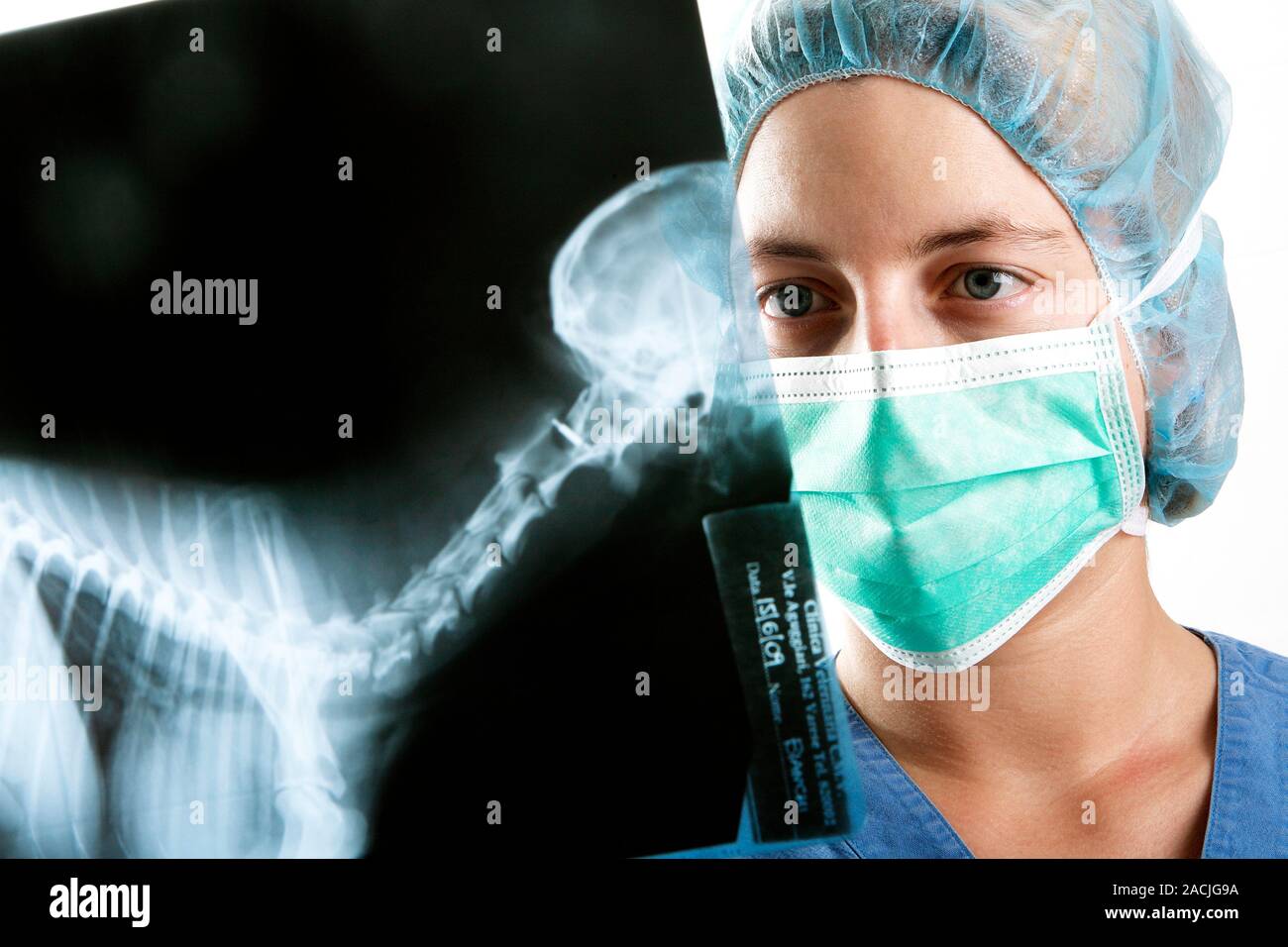 Vet examining an X-ray of a dog. The X-ray shows part of the skull, the ...