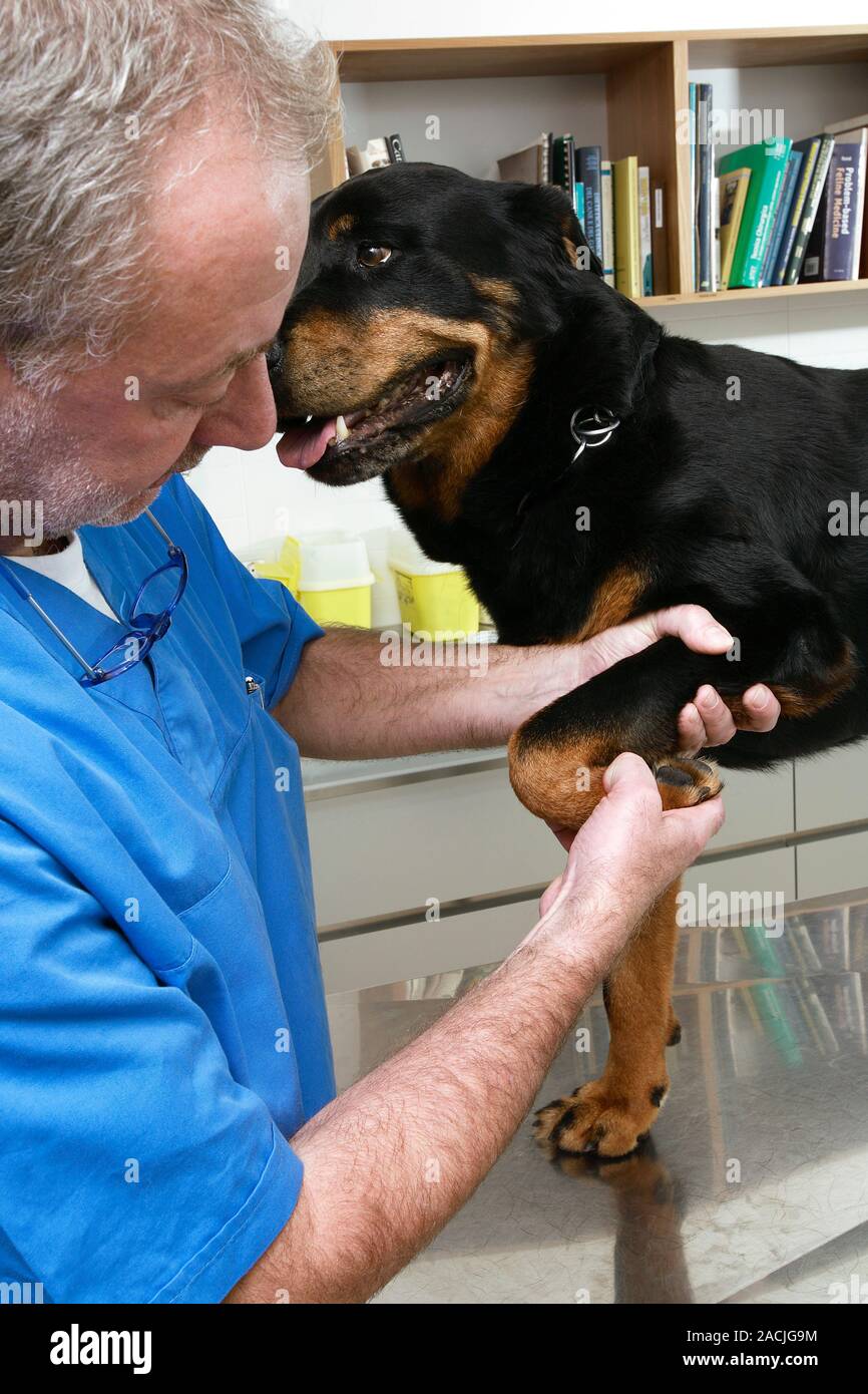 Vet examining a dog's leg. Gently moving and feeling the leg and its ...