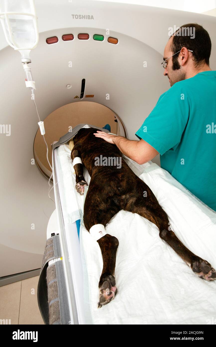 Veterinary CT scan. Vet preparing an anaesthetised dog for examination ...