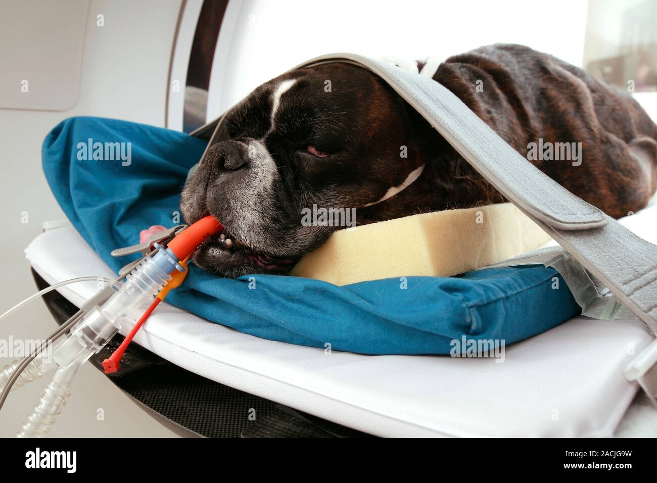 Veterinary CT scan. Anaesthetised dog that has been prepared for ...