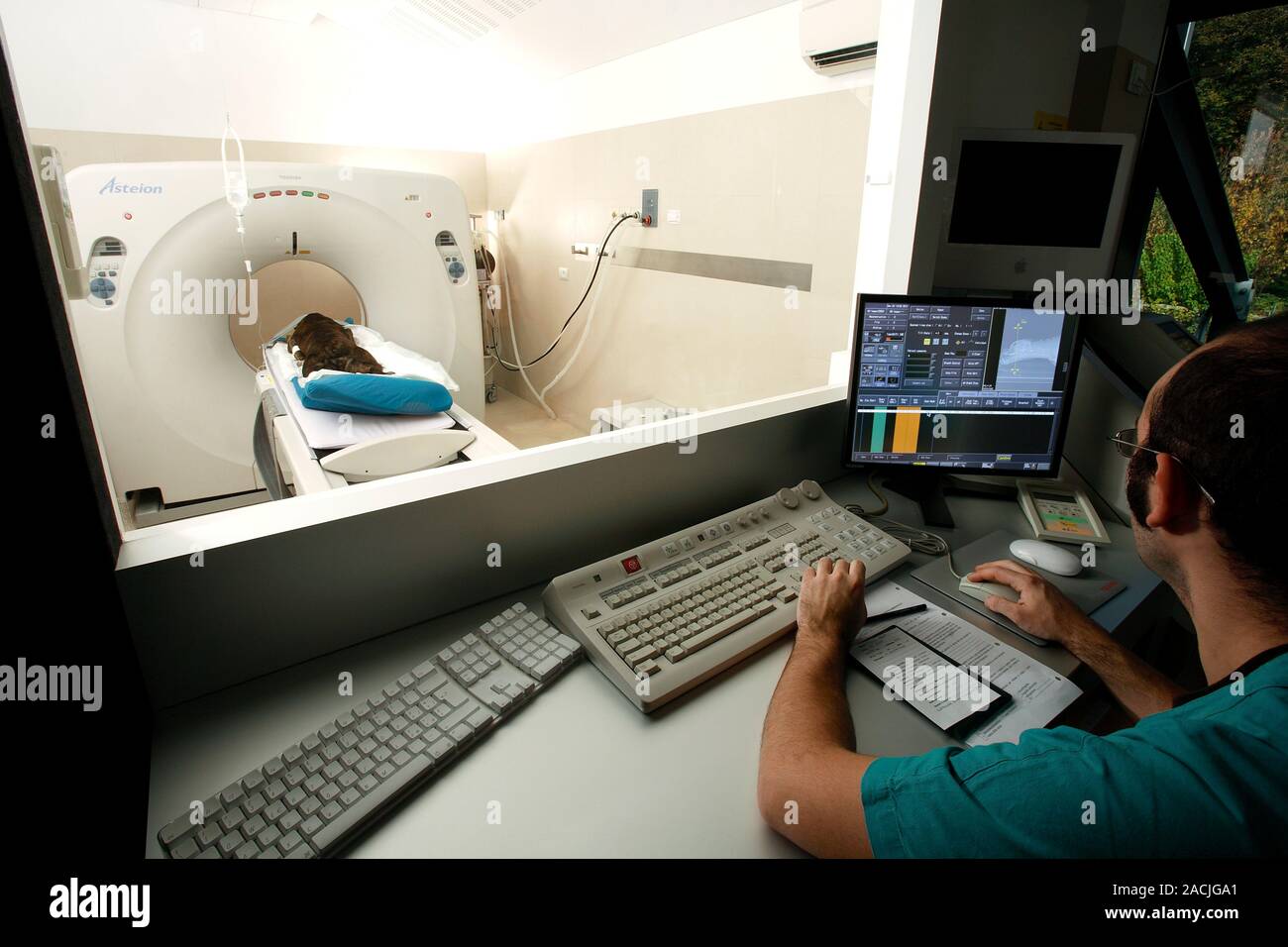 Veterinary CT scan. Vet scanning an anaesthetised dog with a CT (computed tomography) scanner. A ...