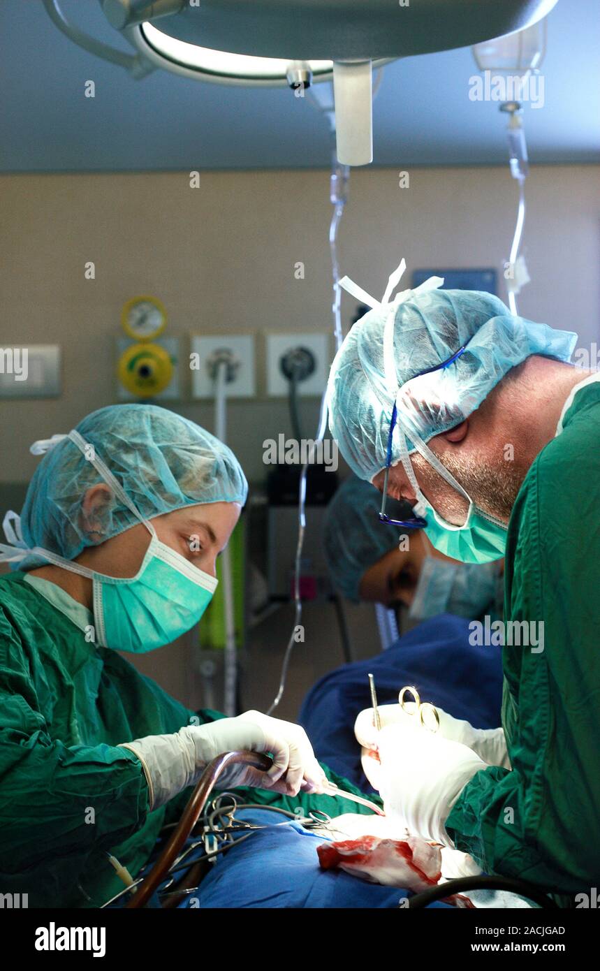 Veterinary surgery. Vets operating on a dog Stock Photo - Alamy
