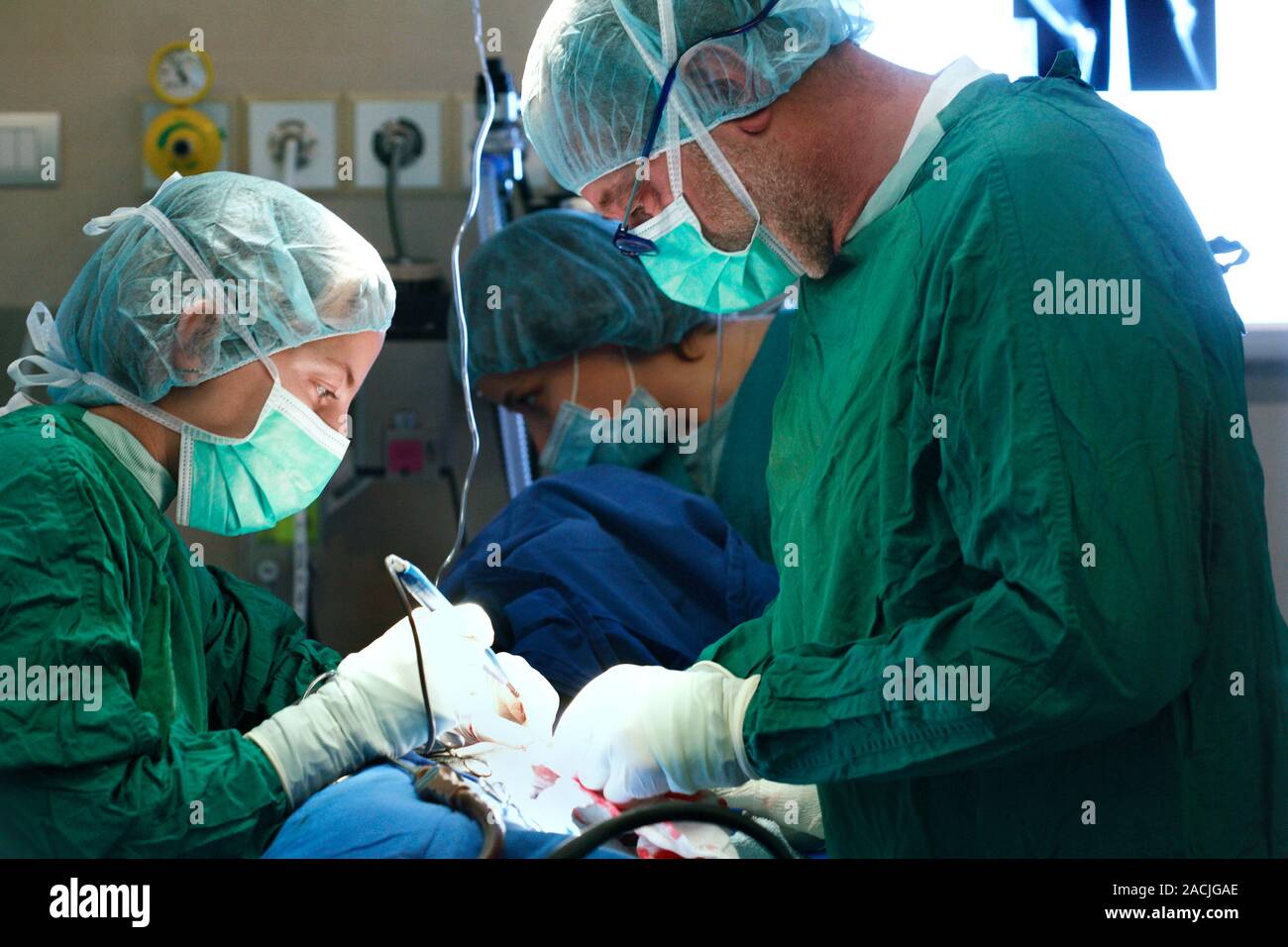 Veterinary surgery. Vets operating on a dog Stock Photo - Alamy