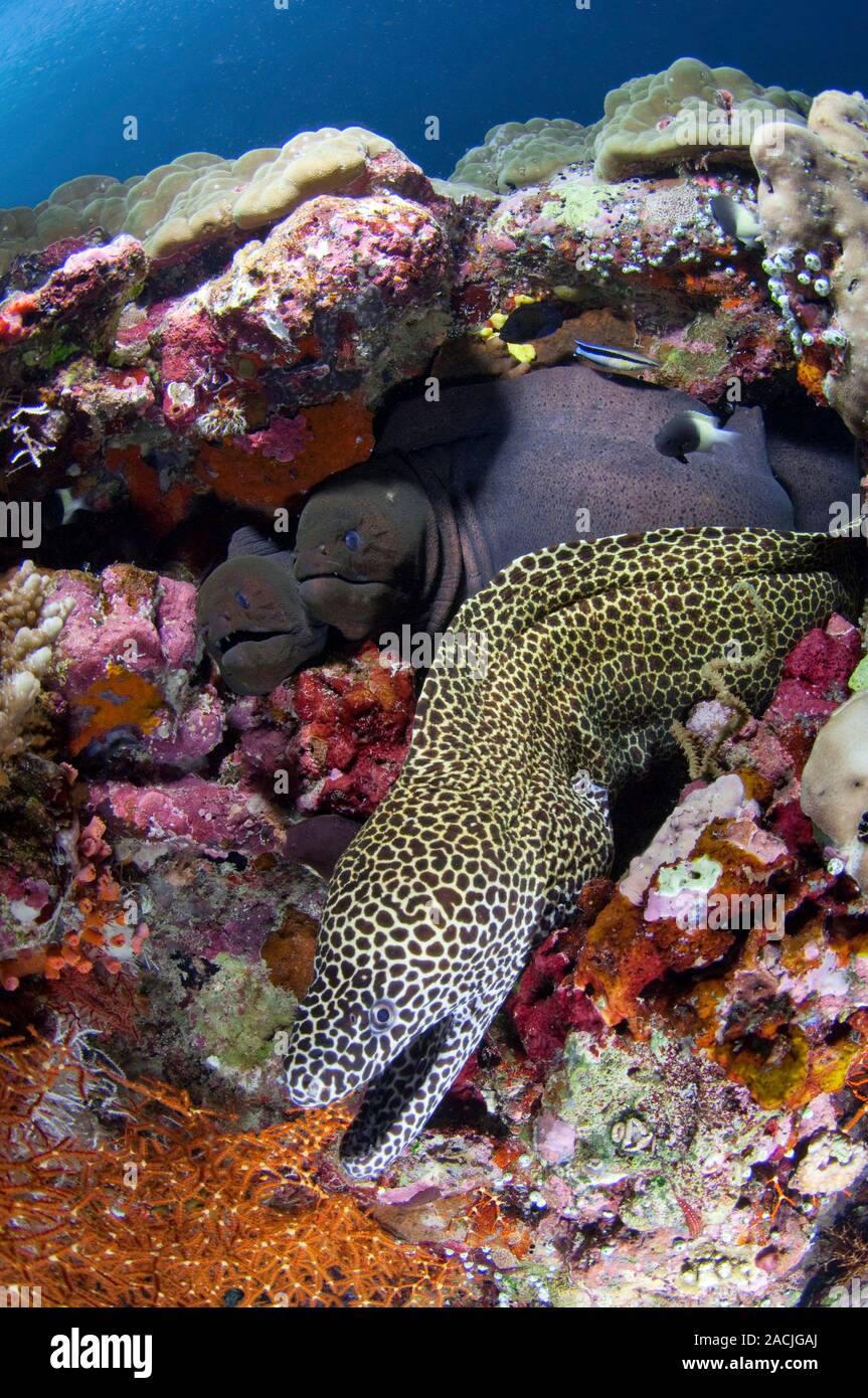 Moray eels. Laced moray (Gymnothorax favagineus, spotted) and a pair of ...