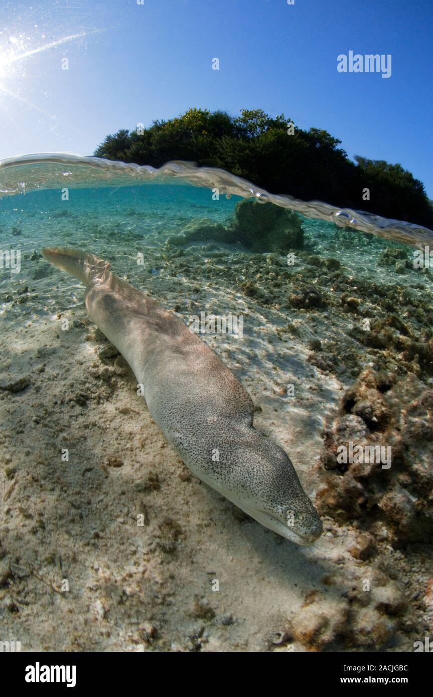 Moray eel. Laced moray (Gymnothorax favagineus) hunting in shallow ...