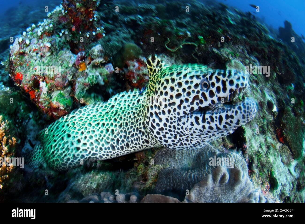 Laced moray. Close-up of the head of a laced moray (Gymnothorax ...