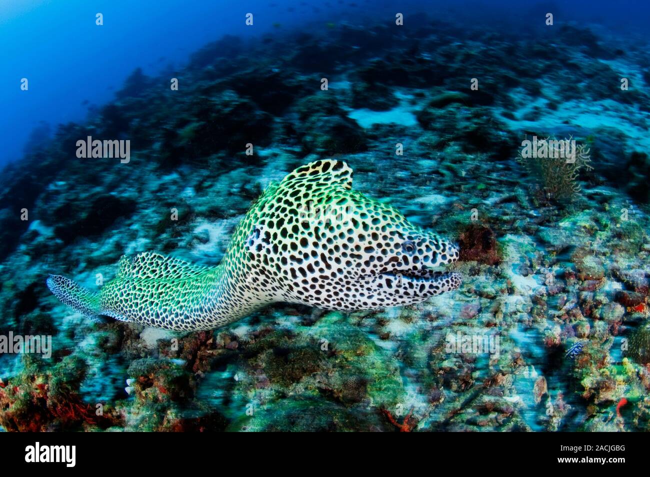 Laced moray (Gymnothorax favagineus) eel swimming over a coral reef ...