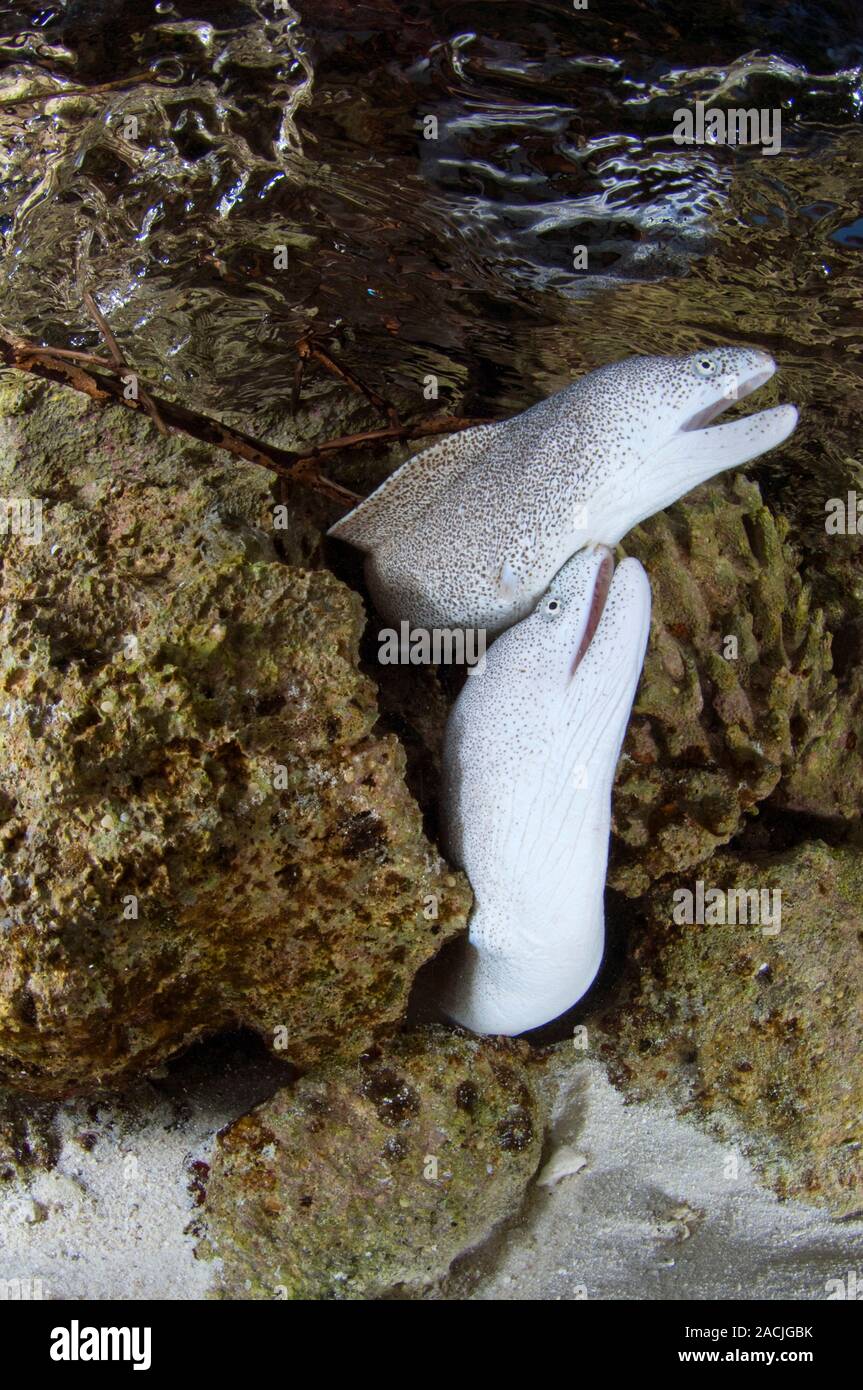 Laced morays. Pair of laced moray eels (Gymnothorax favagineus) peering ...