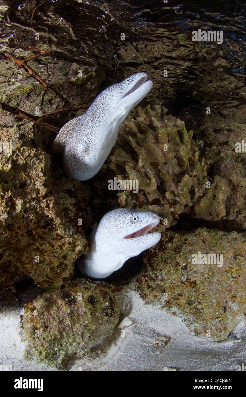 Laced morays. Pair of laced moray eels (Gymnothorax favagineus) peering ...
