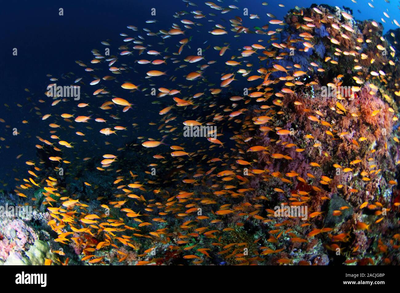 Lyretail anthias on a reef. Large school of lyretail anthias (Pseudanthias squamipinnis ...