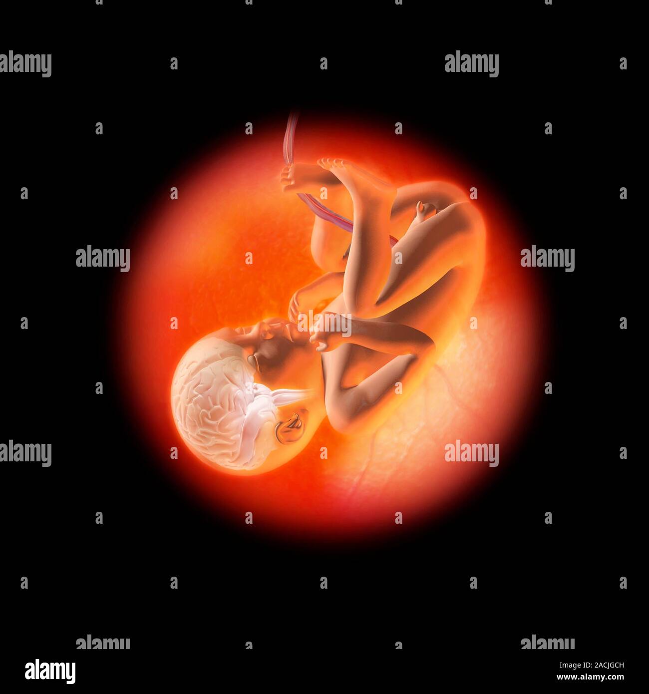 Human foetus in the womb. Computer artwork of a human foetus, showing ...