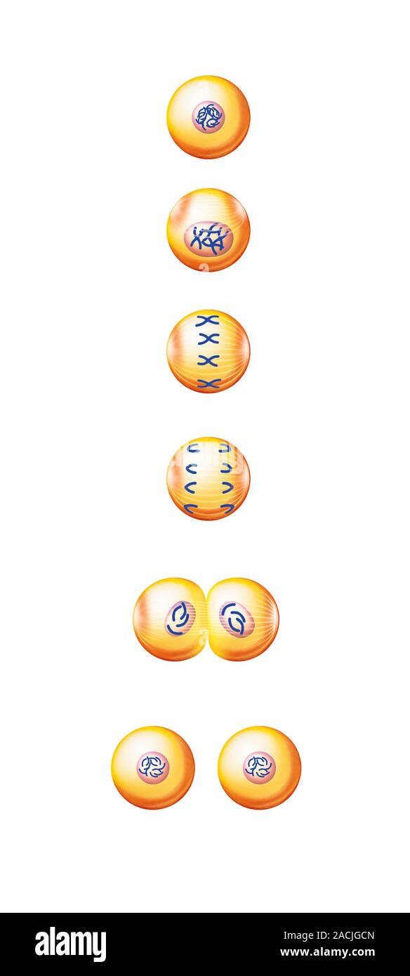 Cell division. Computer artwork of an animal cell undergoing mitosis ...