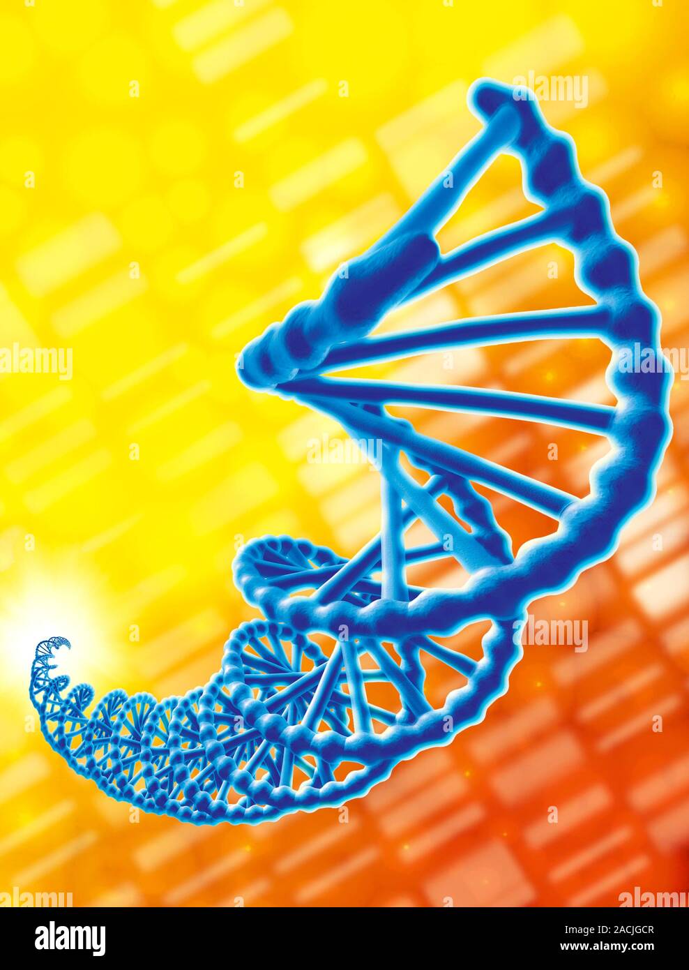 DNA molecule. Computer artwork showing a double stranded DNA ...