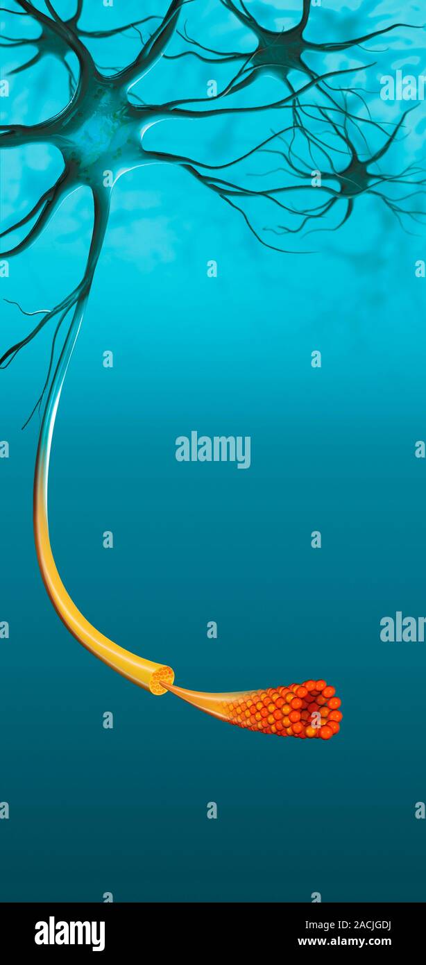 Nerve fibre, computer artwork Stock Photo - Alamy