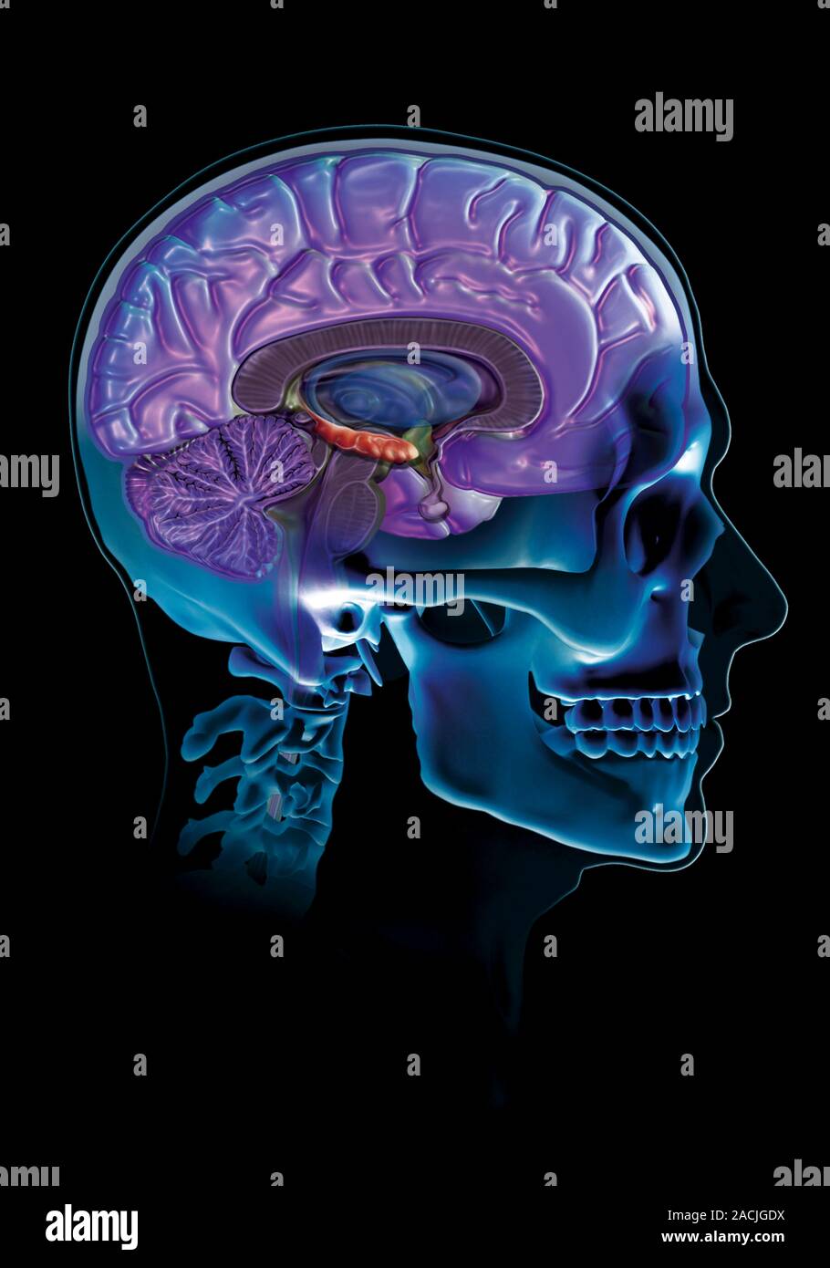 Human head. Computer artwork of a human head showing the skull ...