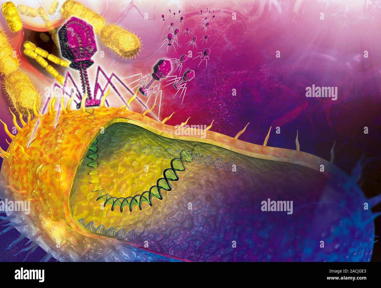 Bacteriophages attacking bacteria. Computer artwork of bacteriophage ...