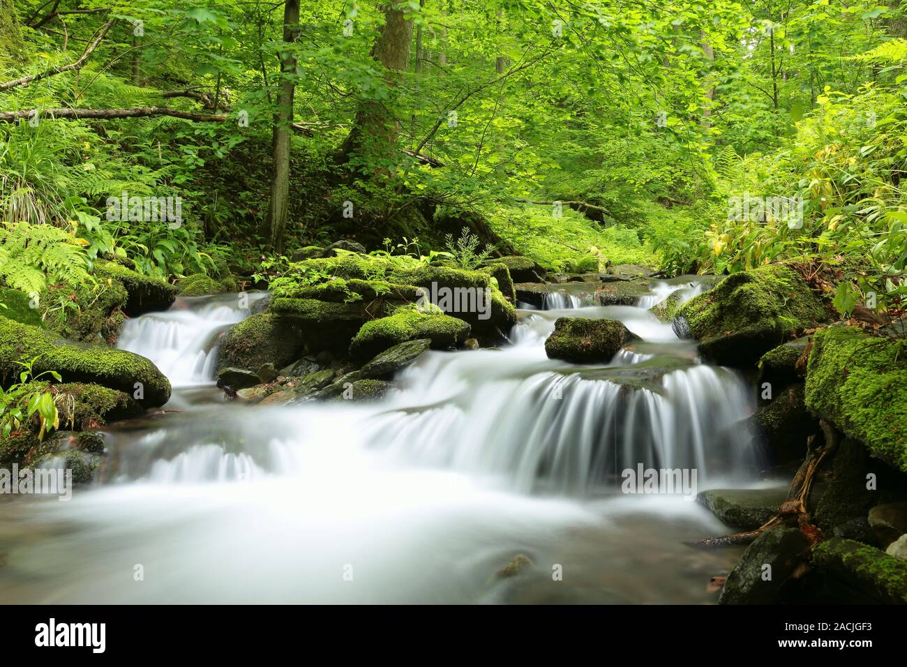 Forest stream surrounded by spring vegetation Stock Photo - Alamy