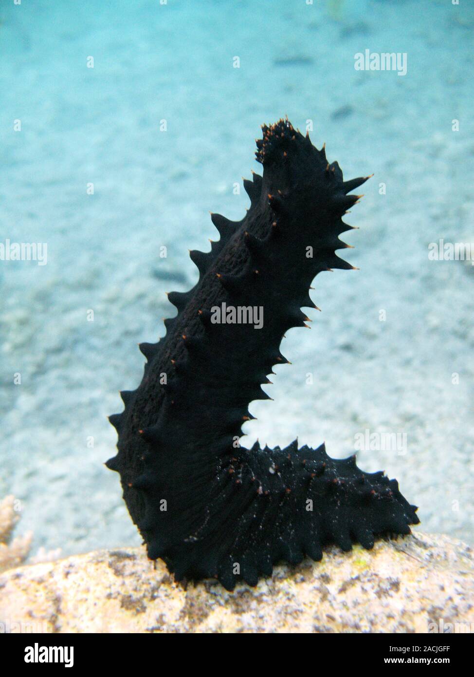 Sea cucumber (Stichopus chloronotus) on the sea-floor. Photographed off ...