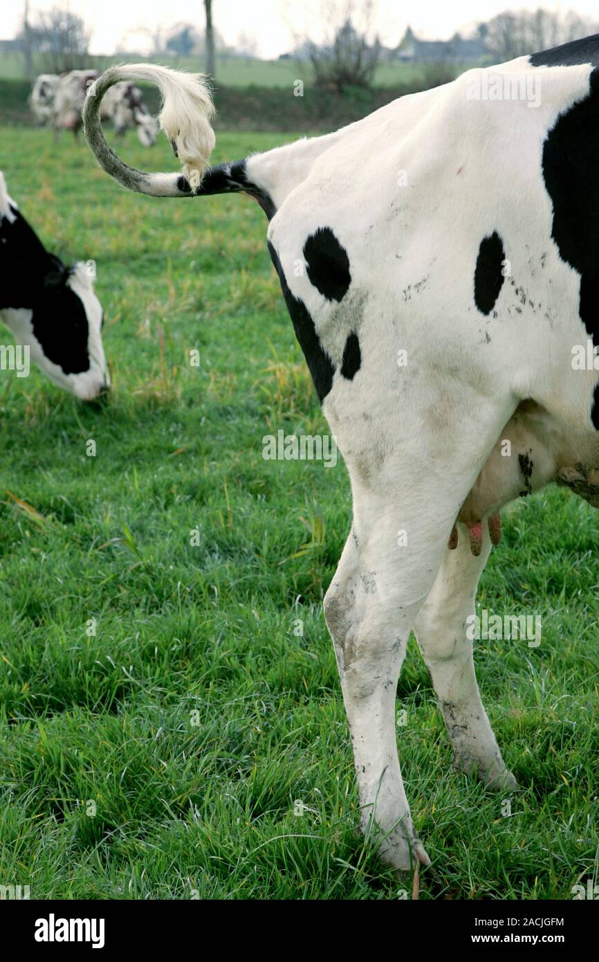 Cows in a field. Close-up of the rear end of a cow grazing in a field ...