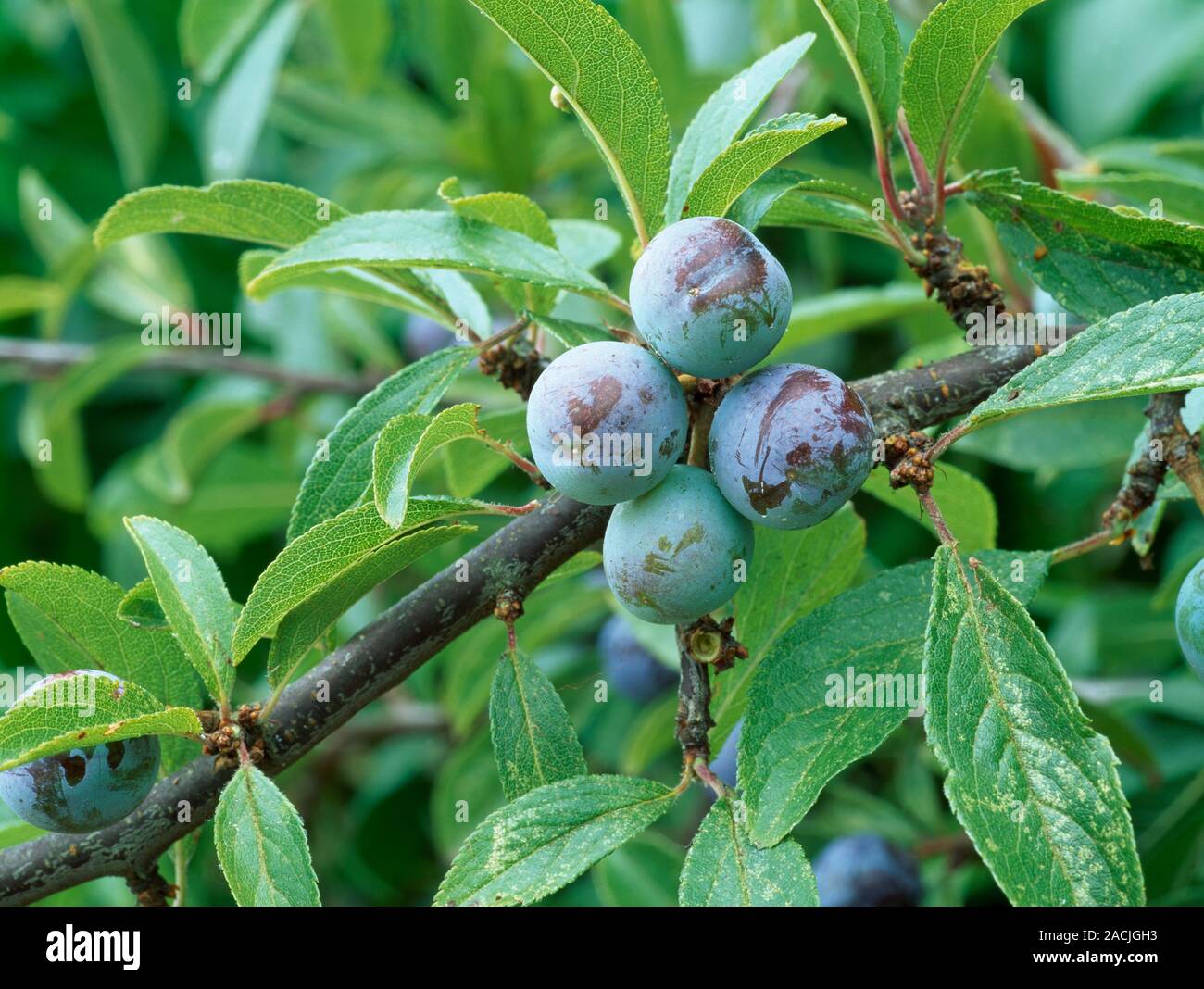 Blackthorn (Prunus spinosa). Closeup of sloes (fruit Stock Photo - Alamy