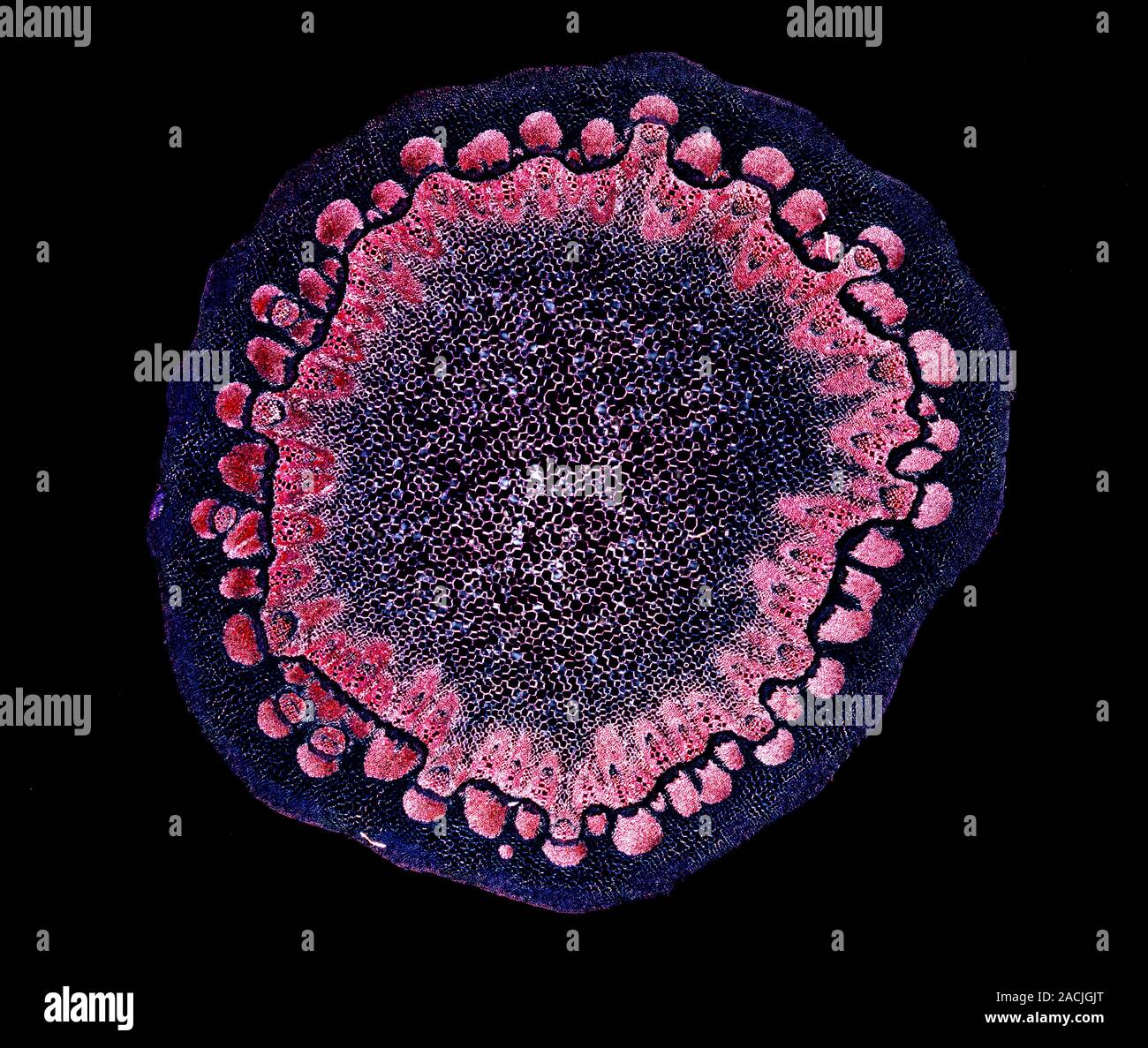 Burdock stem. Polarised light micrograph of a cross-section through the ...