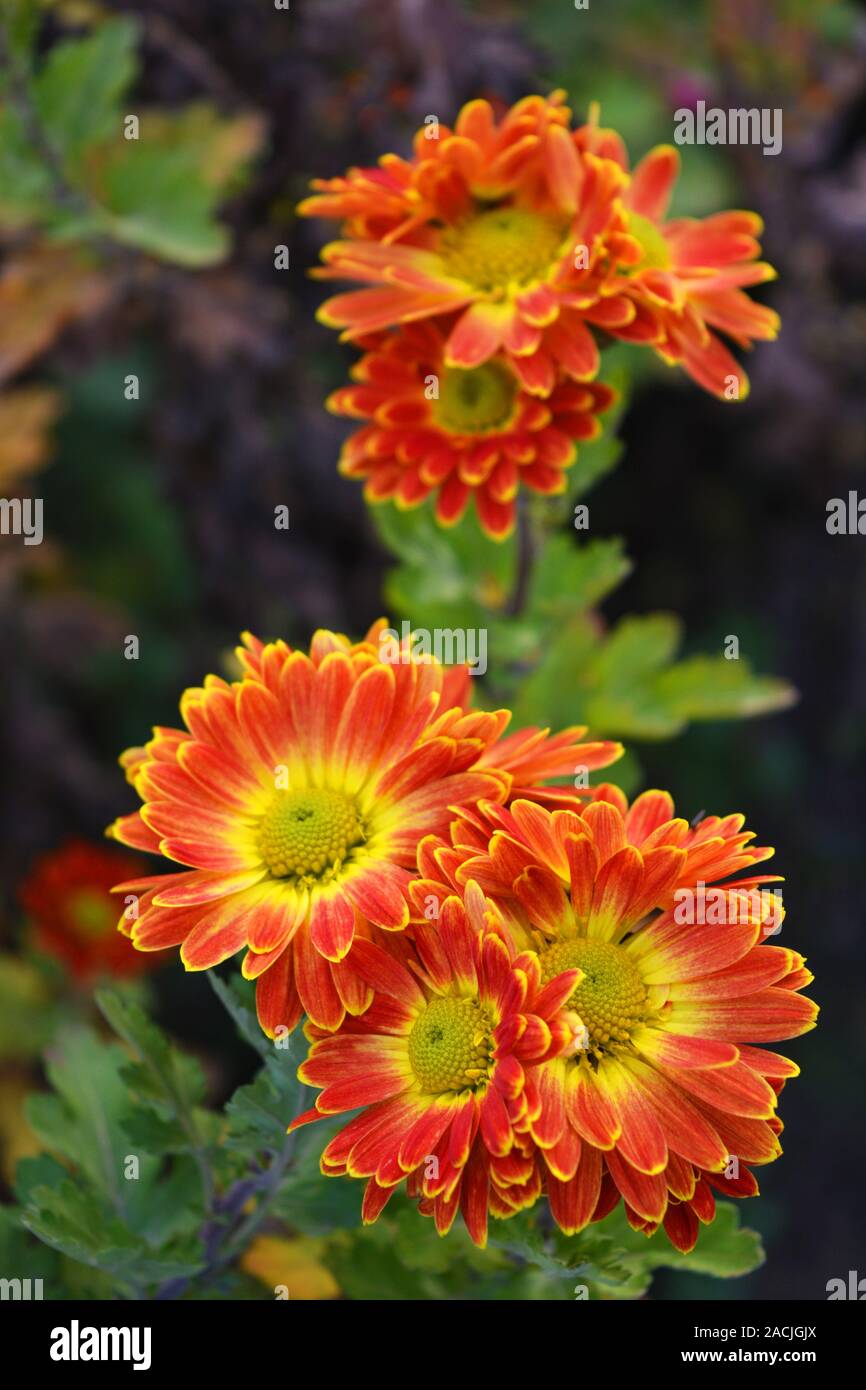 Charming, bright and colorful perennial bouquets of street flowers ...