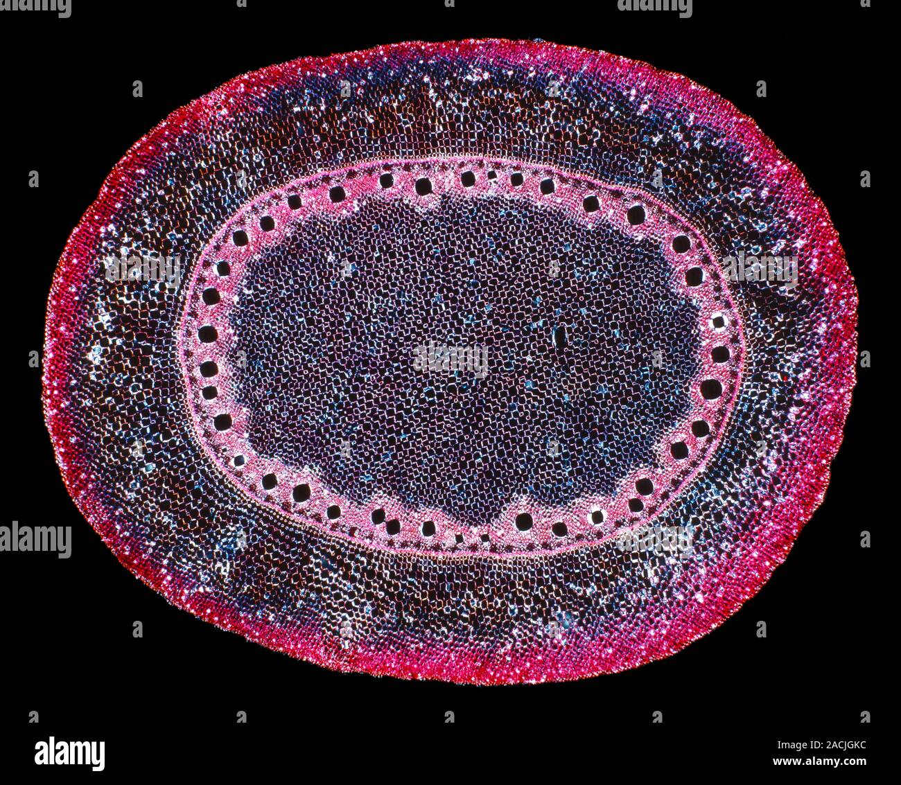 Maize root. Polarised light micrograph of a section through the root of ...