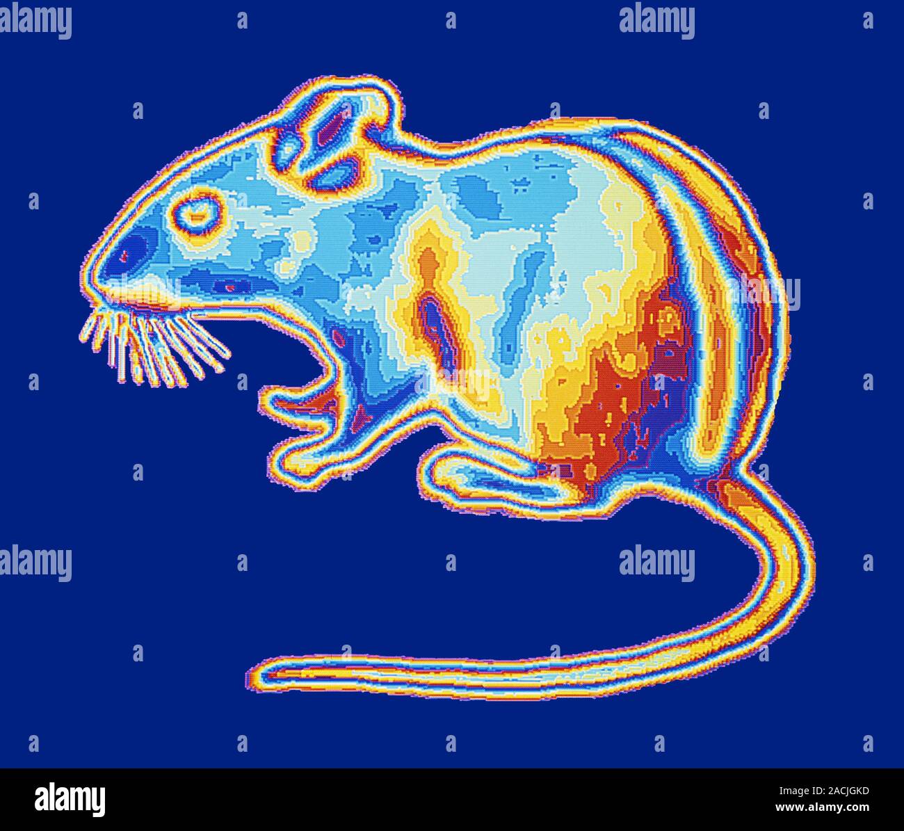 Computer artwork of a mouse depicting an infrared image of the animal ...