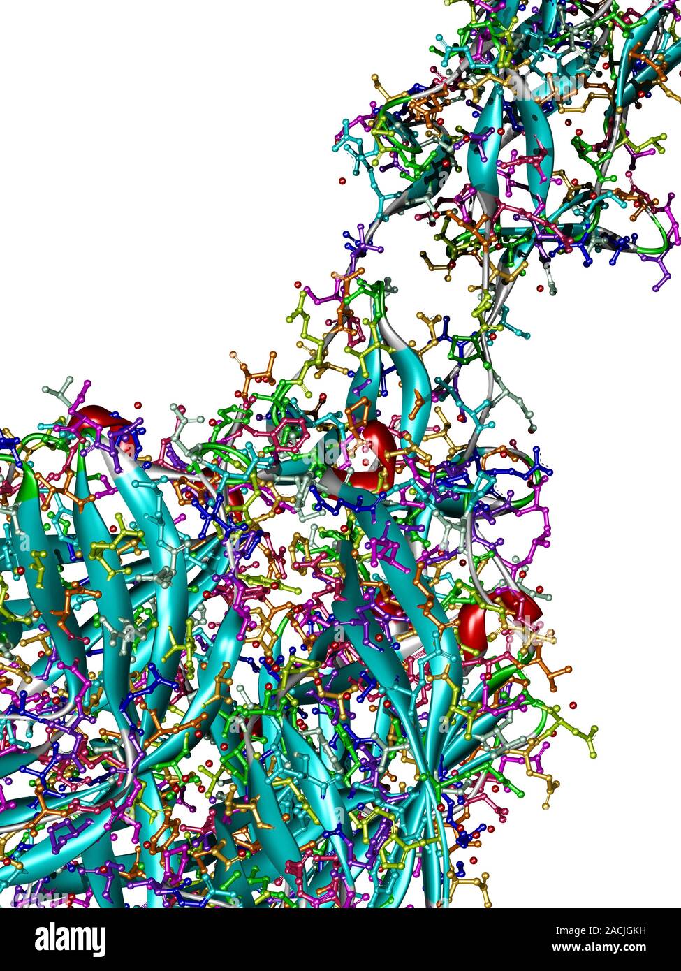 Molecular representation of the 3 chain crystal structure of Reovirus ...